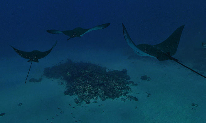 Underwater Shooting on the Maldives. Stingrays